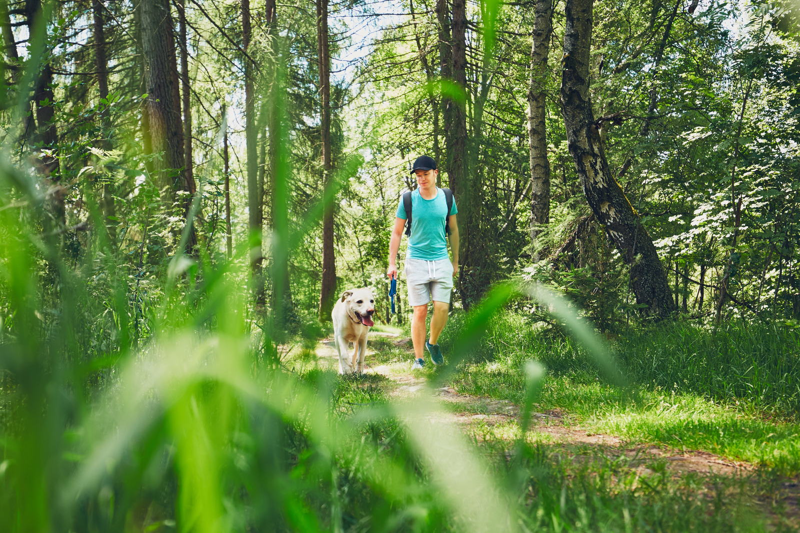Promenades en forêt : les précautions à prendre pour votre chien ...